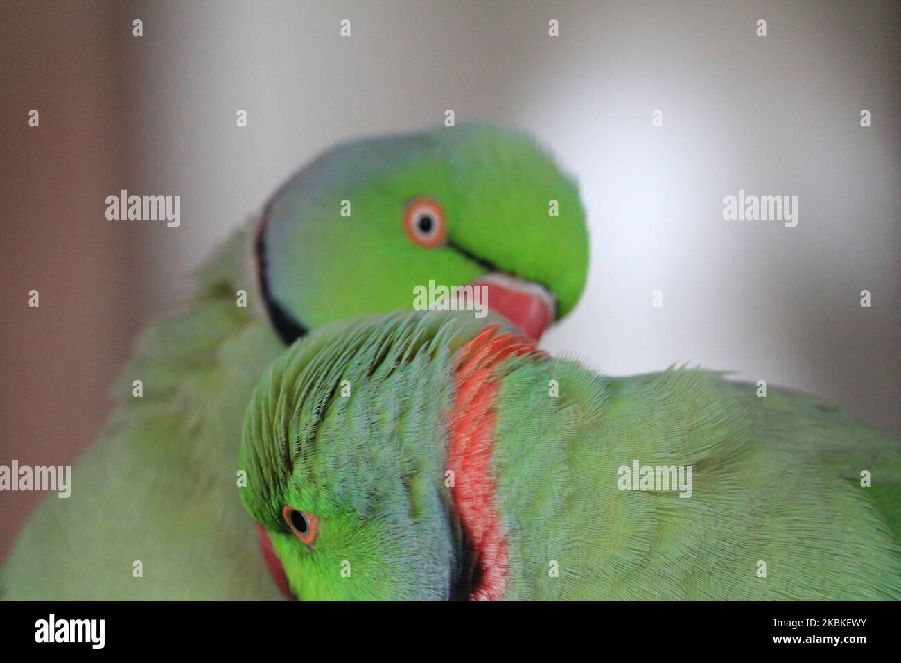 Indian ring neck green parakeet hi-res stock photography and images - Alamy