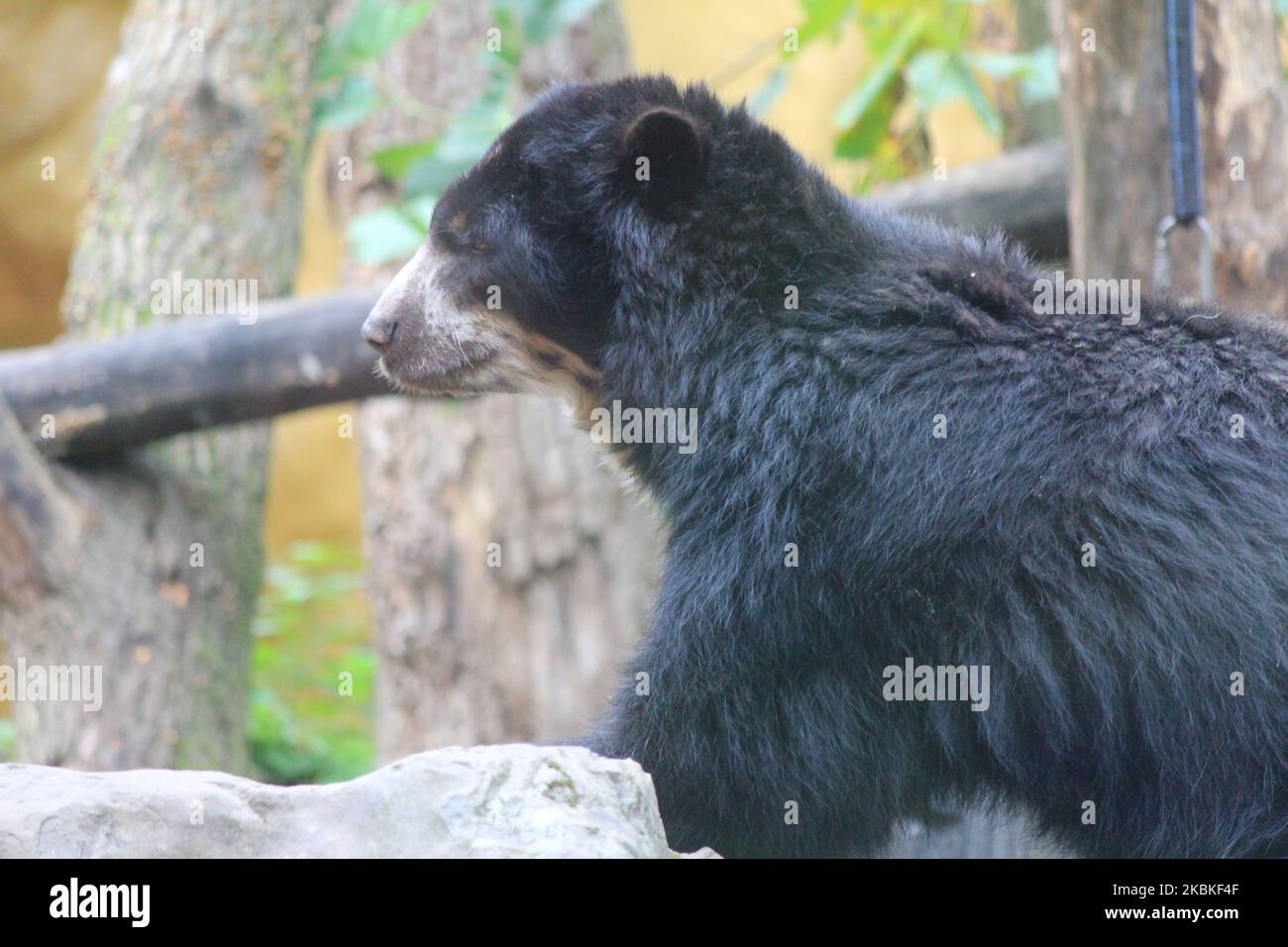 Mid sized species of bear hi-res stock photography and images - Alamy