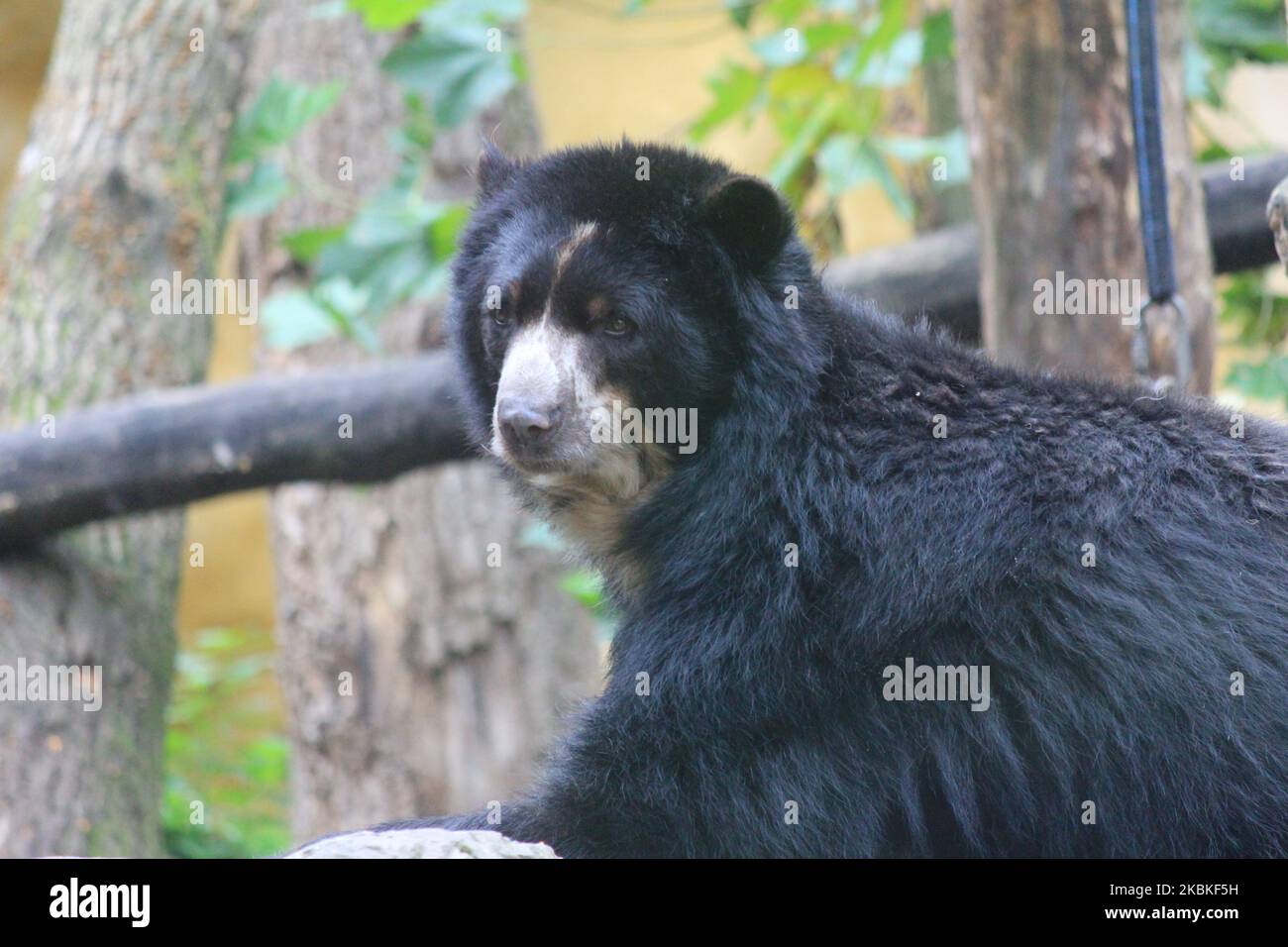 Mid sized species of bear hi-res stock photography and images - Alamy