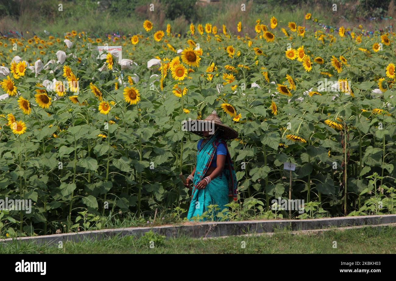 Indian sunflower seeds hi-res stock photography and images - Alamy