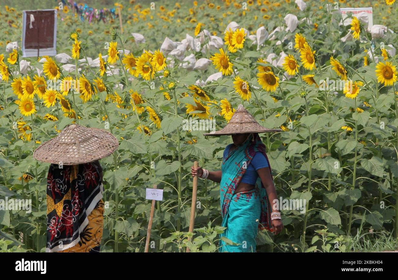Daily wage laborers wear their hand made hat , locally called as ...