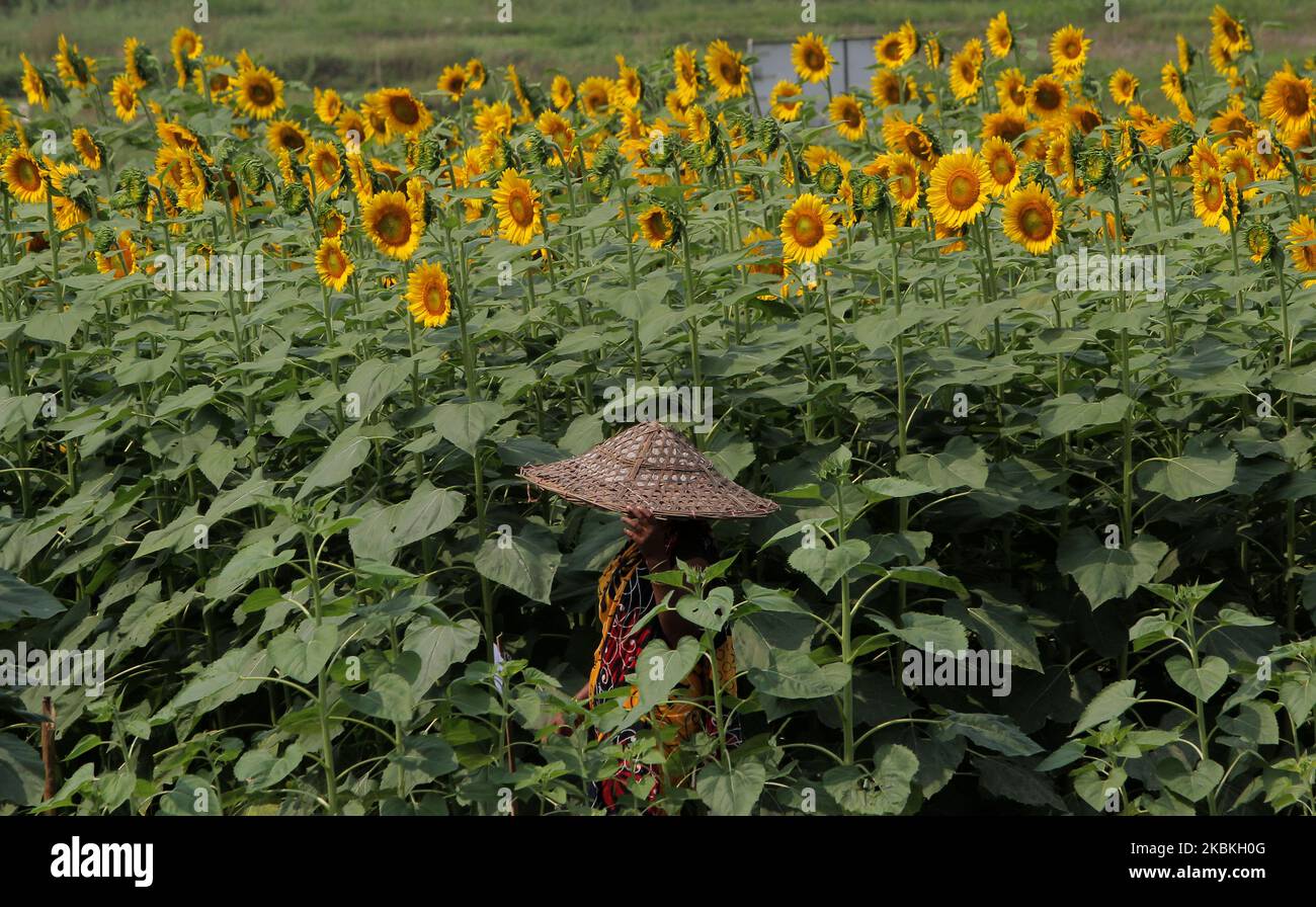 Indian sunflower seeds hi-res stock photography and images - Alamy