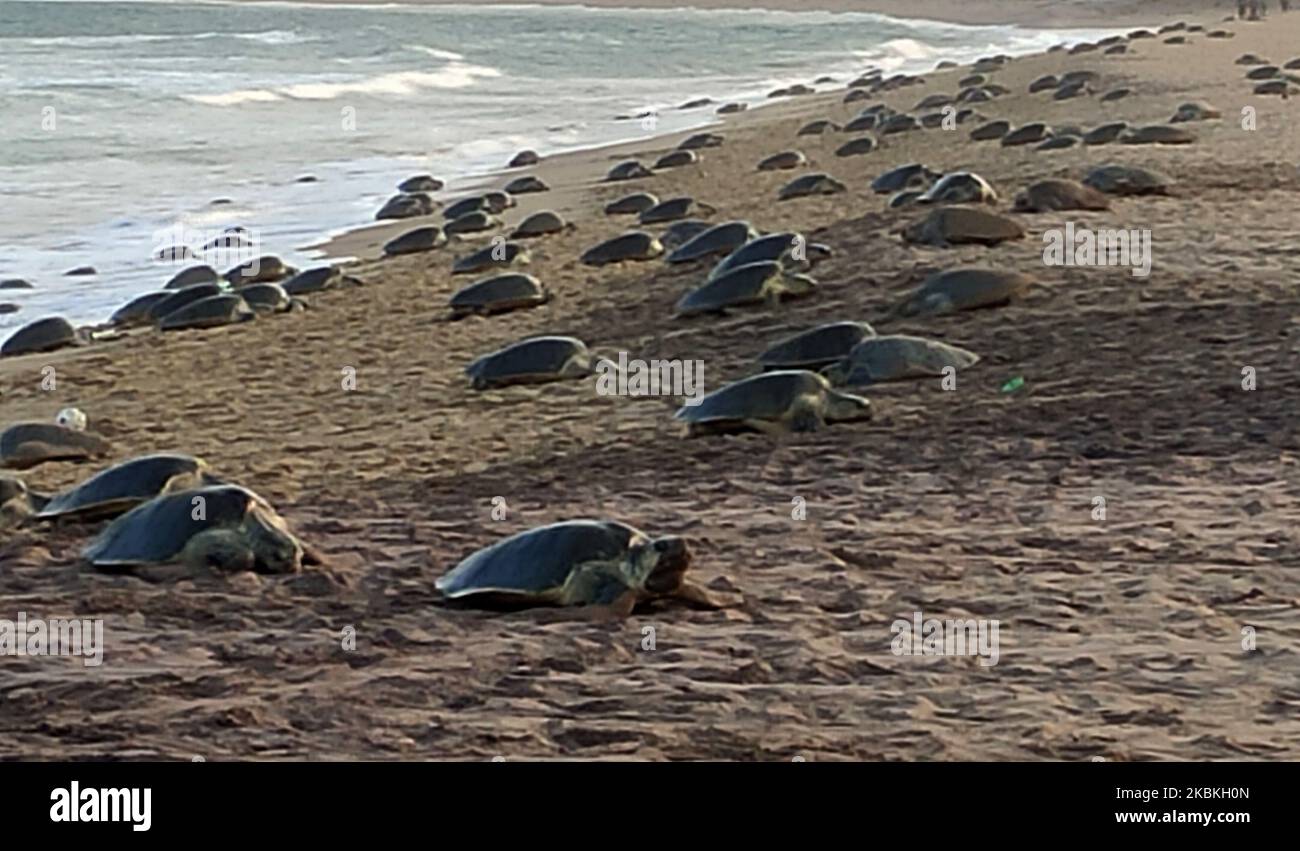 Olive Ridley turtles are seen at the Rushikulya river mouth beach as ...