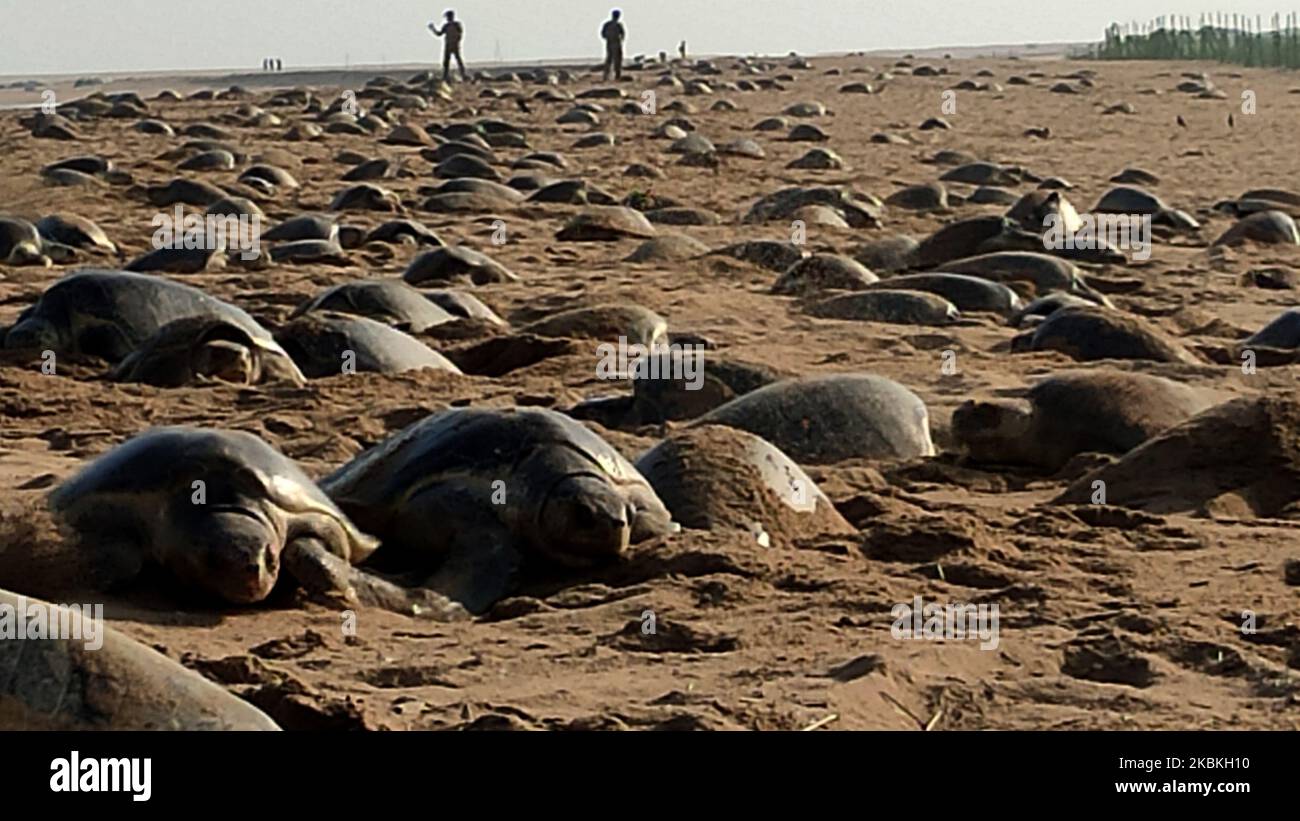 Olive ridley turles hi-res stock photography and images - Alamy