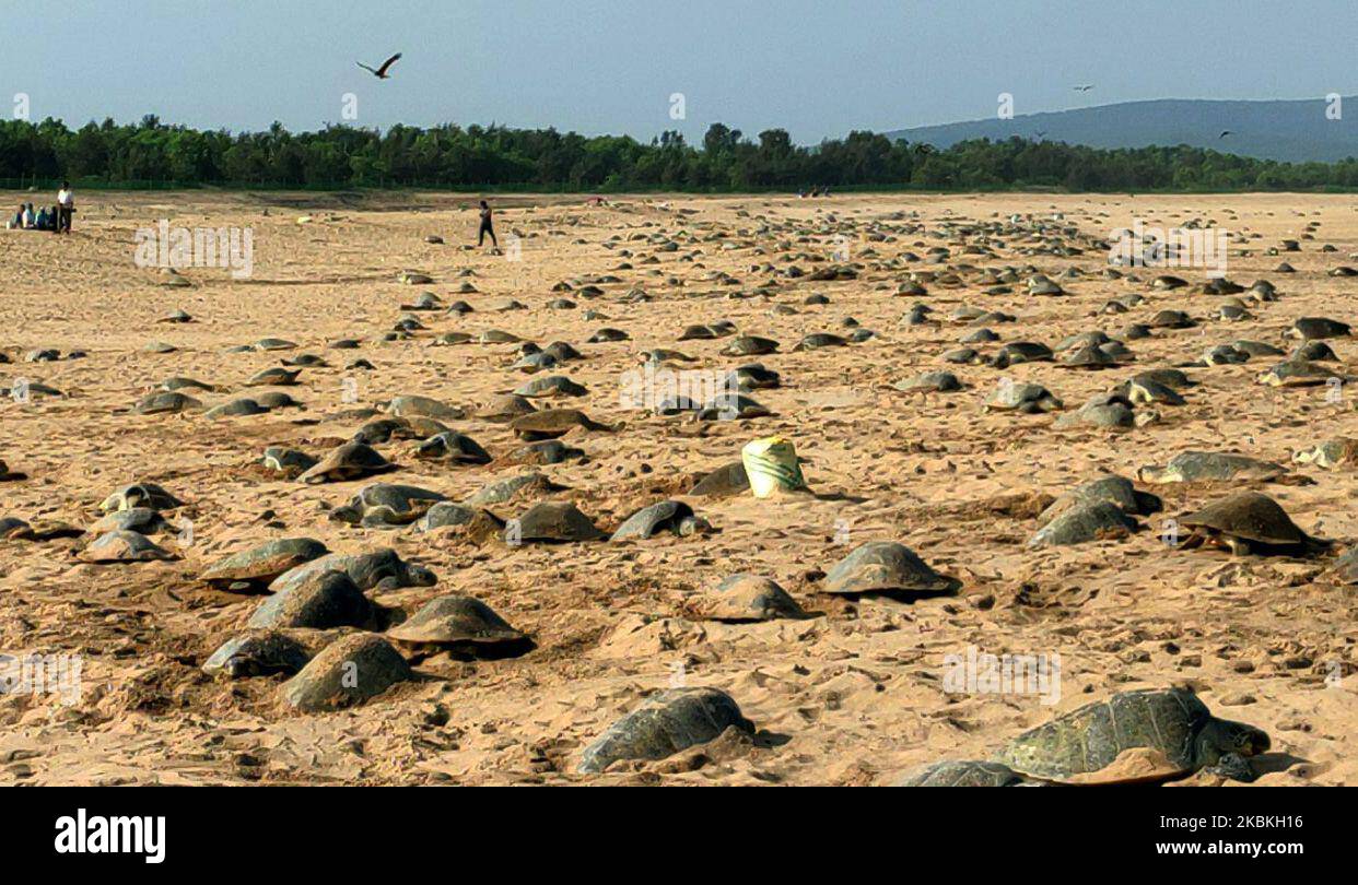 Olive ridley turles hi-res stock photography and images - Alamy