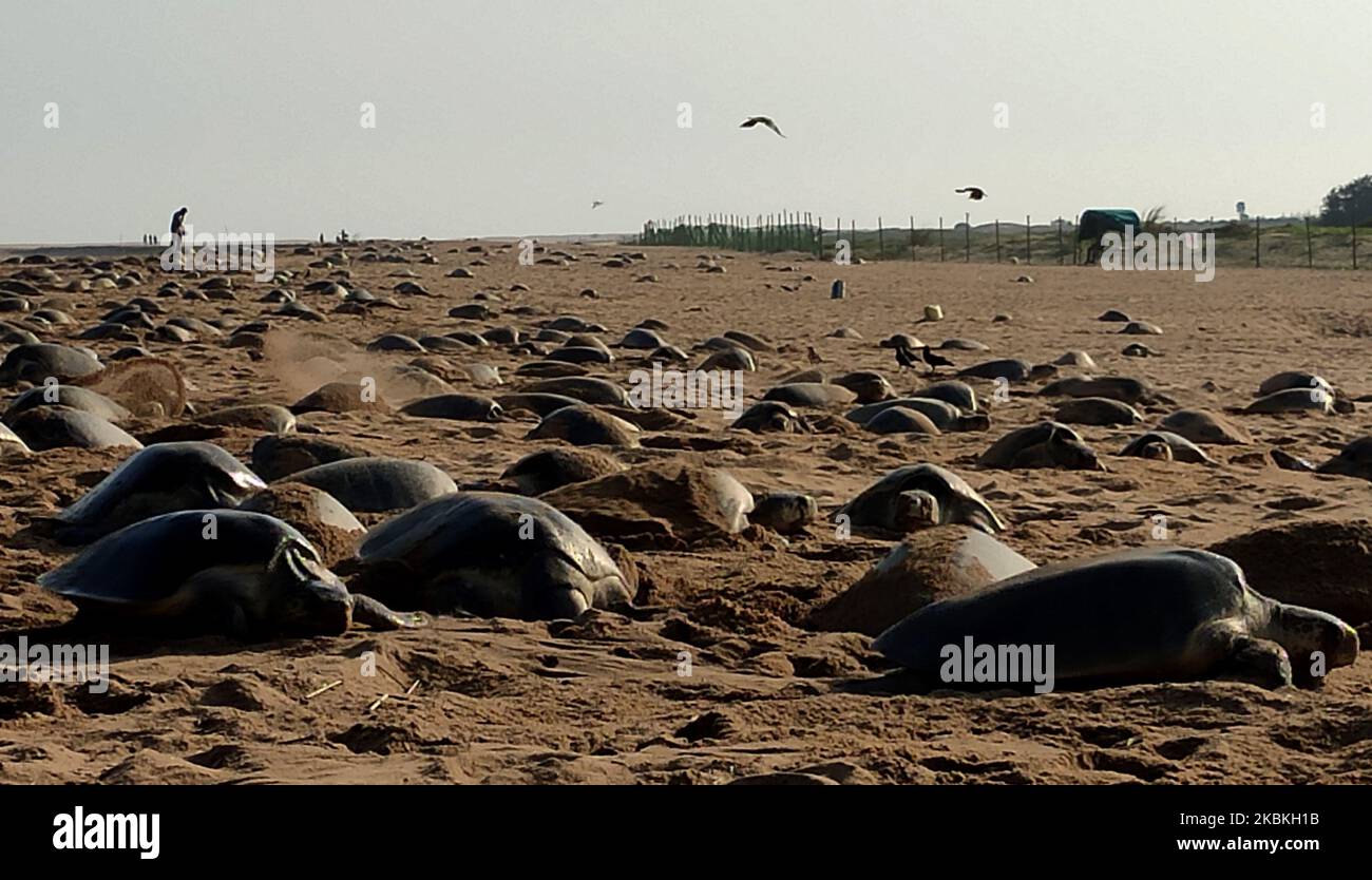 Olive ridley sea turtles india hi-res stock photography and images - Alamy