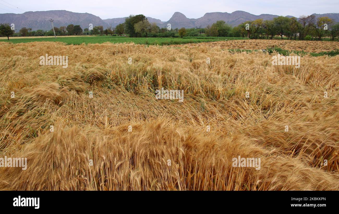 Wheat Crops Damaged Due To Unseasonal Rain, On The Outskirts Of Ajmer ...