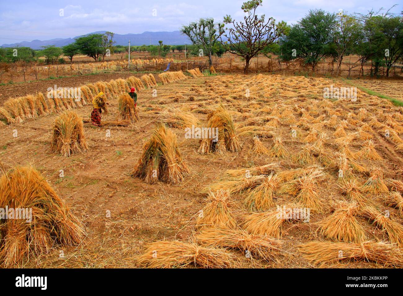 India crops harvest rain hi-res stock photography and images - Alamy