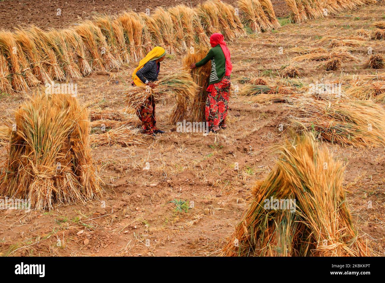 India crops harvest rain hi-res stock photography and images - Alamy