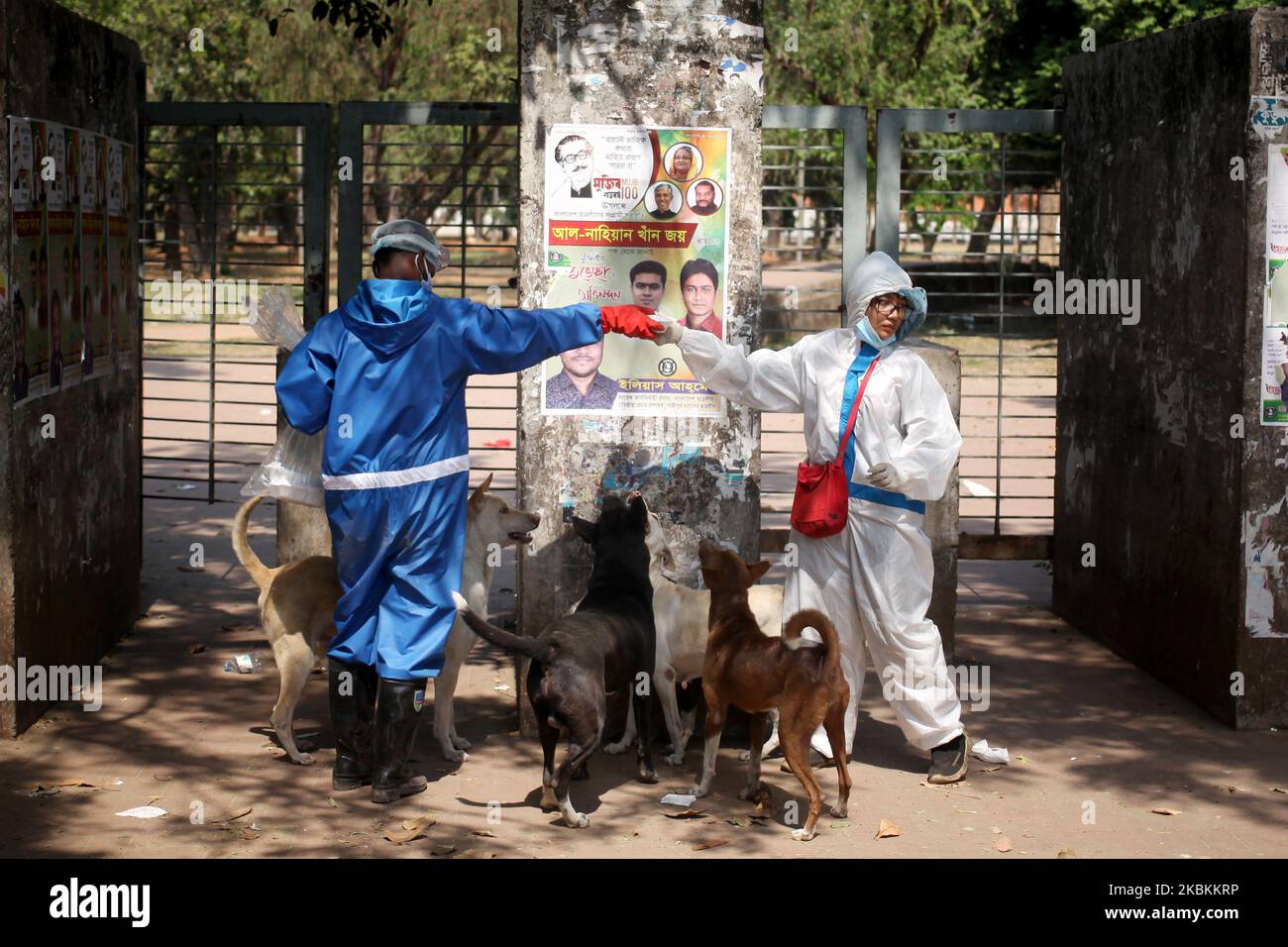 Volunteers of the Bidyanondo Foundation feed street dogs amid corona ...