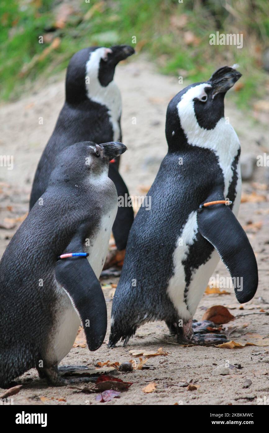 Wedge shaped flippers hi-res stock photography and images - Alamy