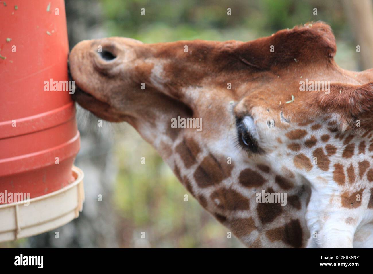 Giraffe neck bones hi-res stock photography and images - Alamy