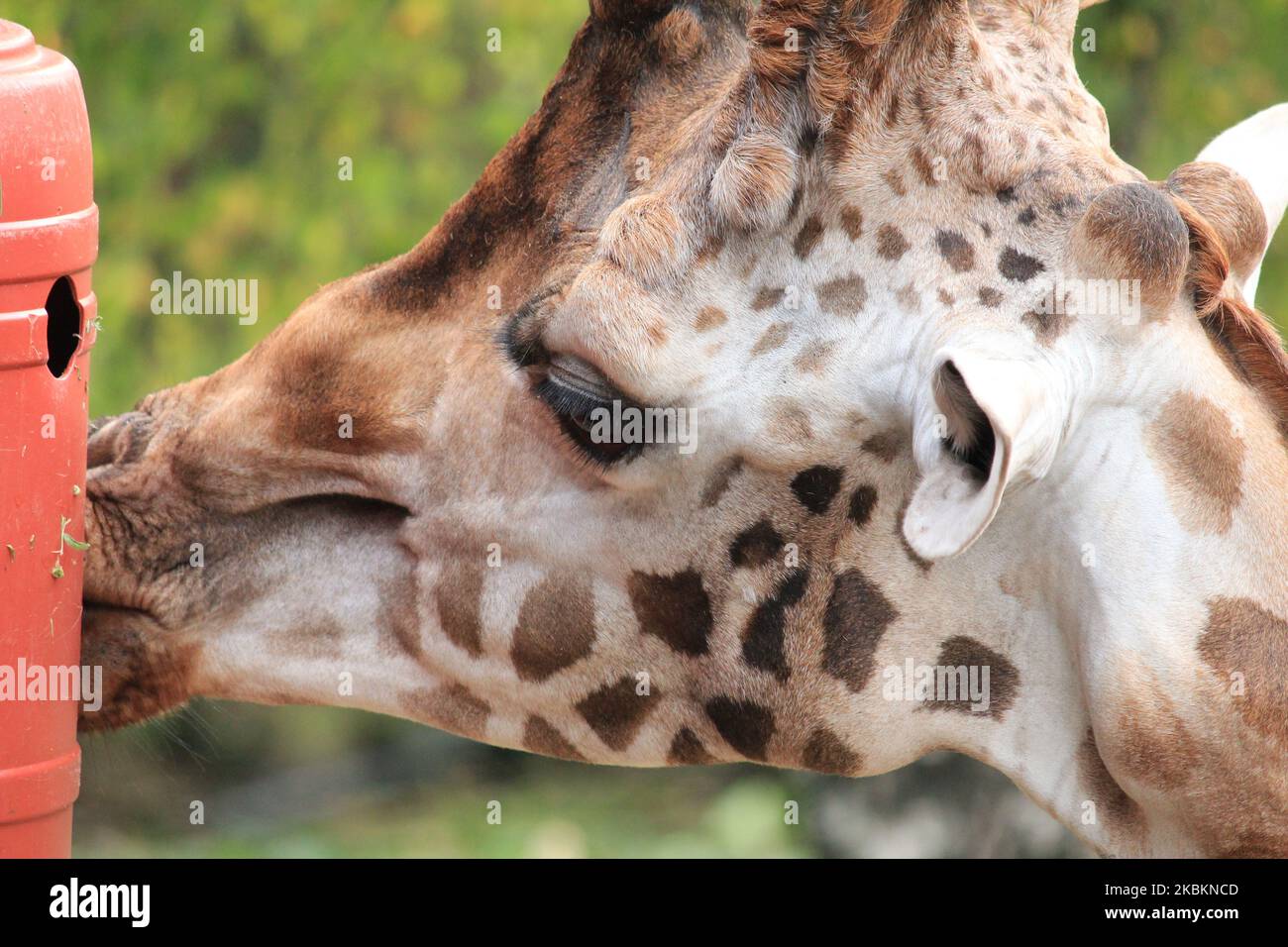 Skin is mostly gray hi-res stock photography and images - Alamy