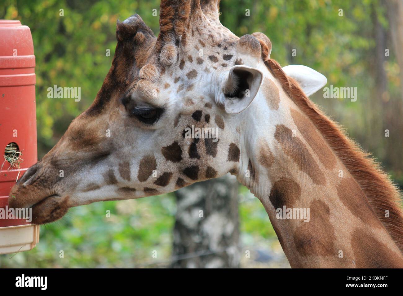 Giraffe skull hi-res stock photography and images - Alamy