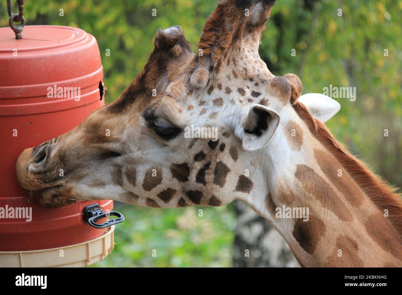 Giraffe neck bones hi-res stock photography and images - Alamy