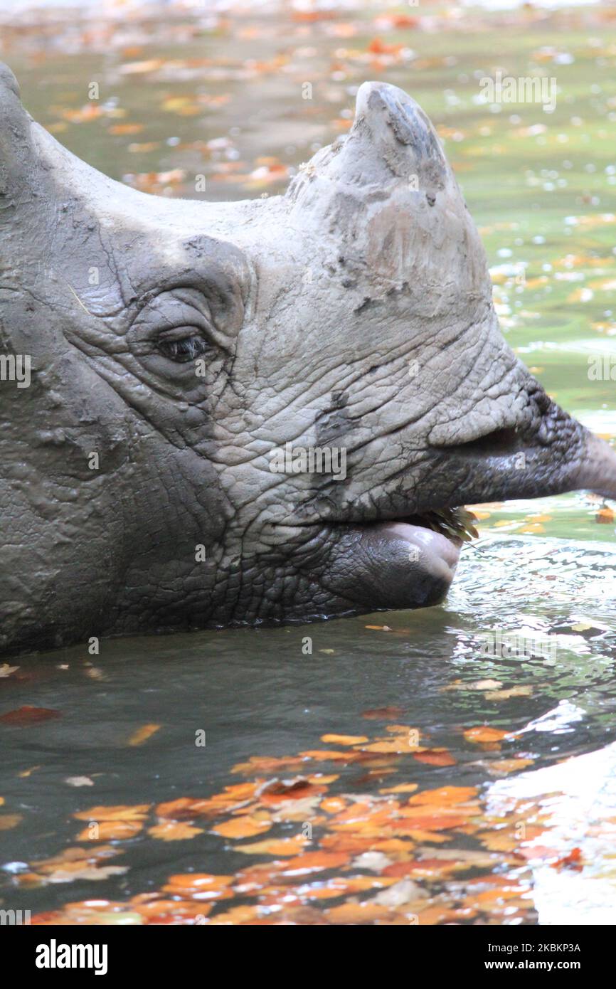 Chinese zoo rhino hi-res stock photography and images - Alamy