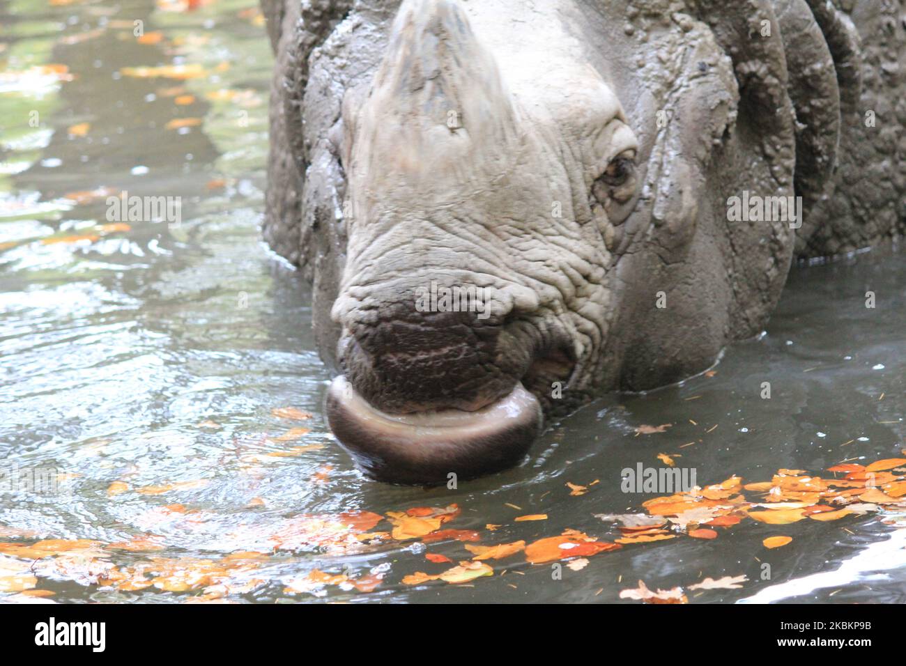 Chinese zoo rhino hi-res stock photography and images - Alamy