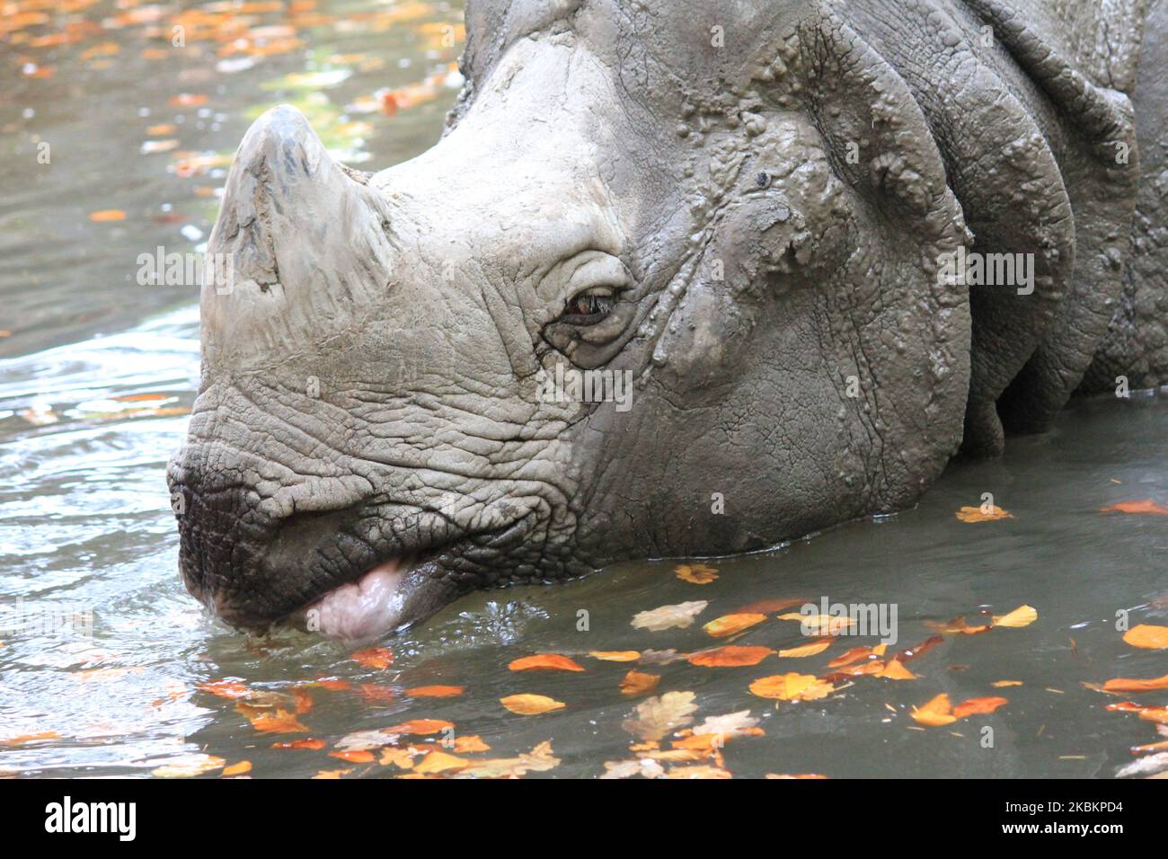 Chinese zoo rhino hi-res stock photography and images - Alamy