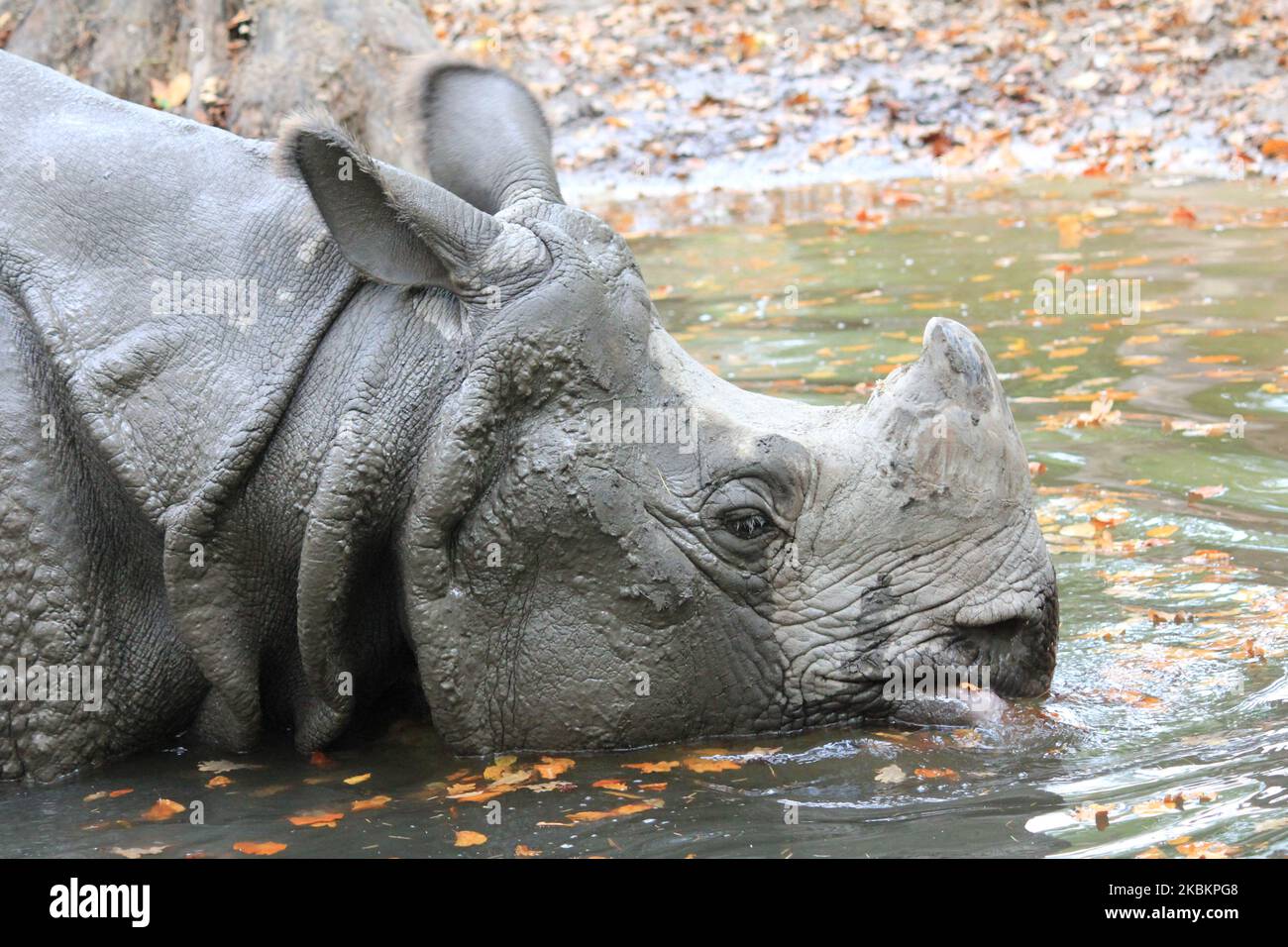 Chinese zoo rhino hi-res stock photography and images - Alamy