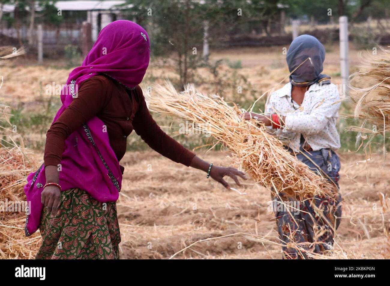 Indian Farmers use a threshing machine as they harvest their wheat crop ...