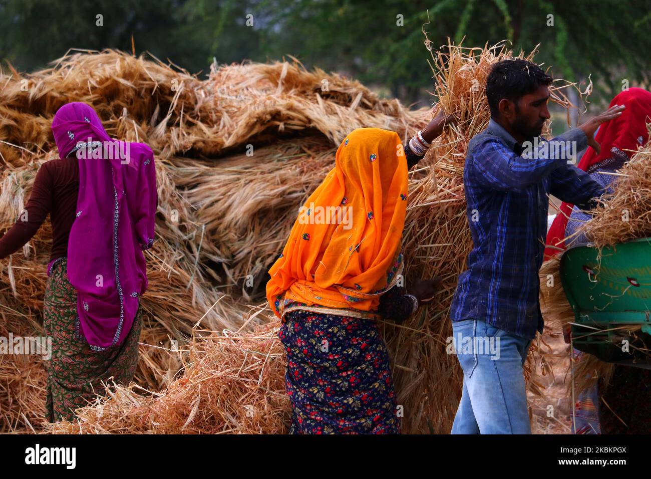 Indian Farmers use a threshing machine as they harvest their wheat crop ...