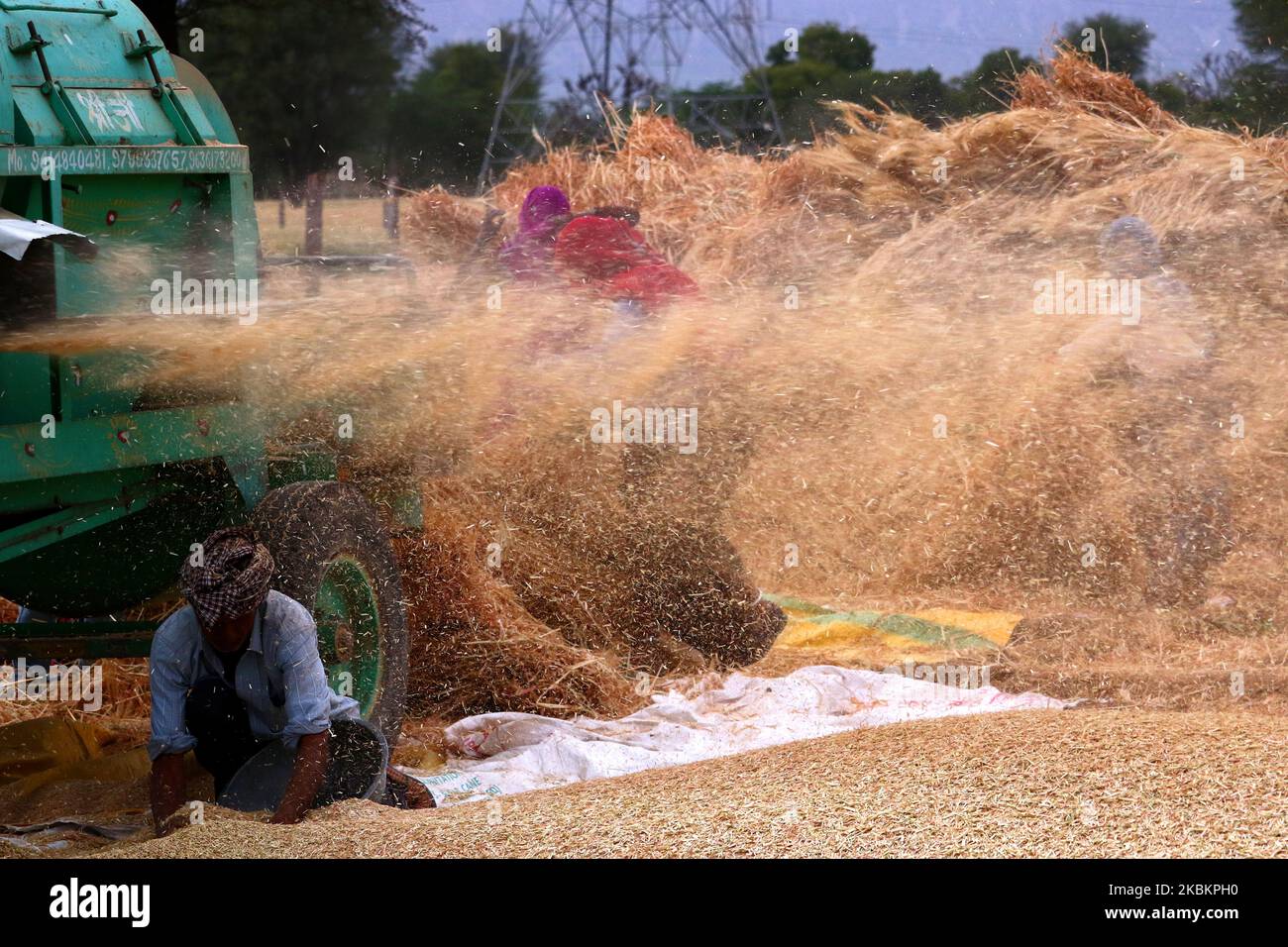 Indian Farmers use a threshing machine as they harvest their wheat crop ...