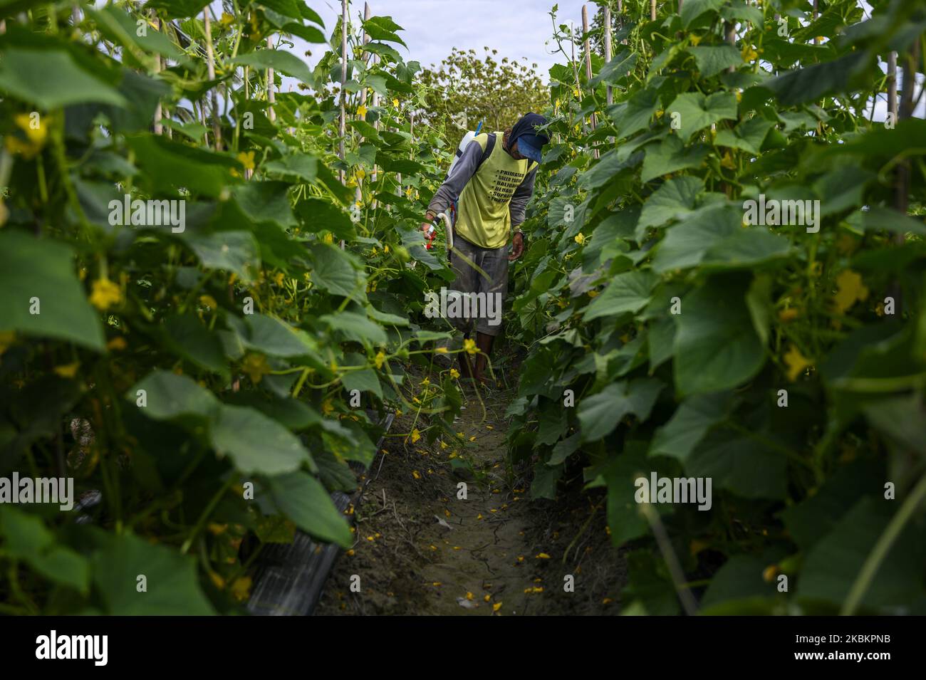 Indonesia food home crops hi-res stock photography and images - Alamy