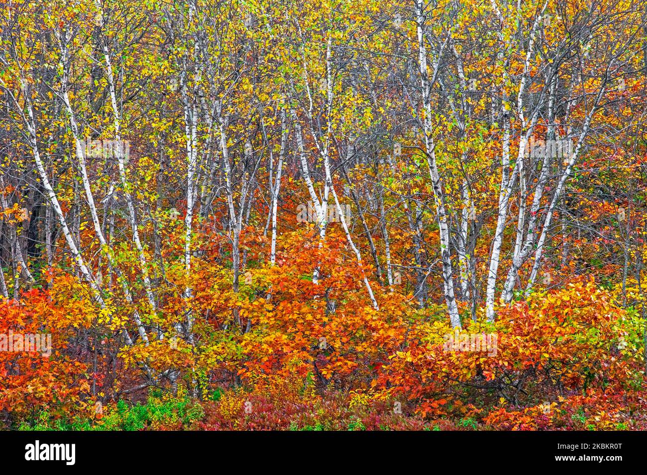 Long pond barrens hi-res stock photography and images - Alamy