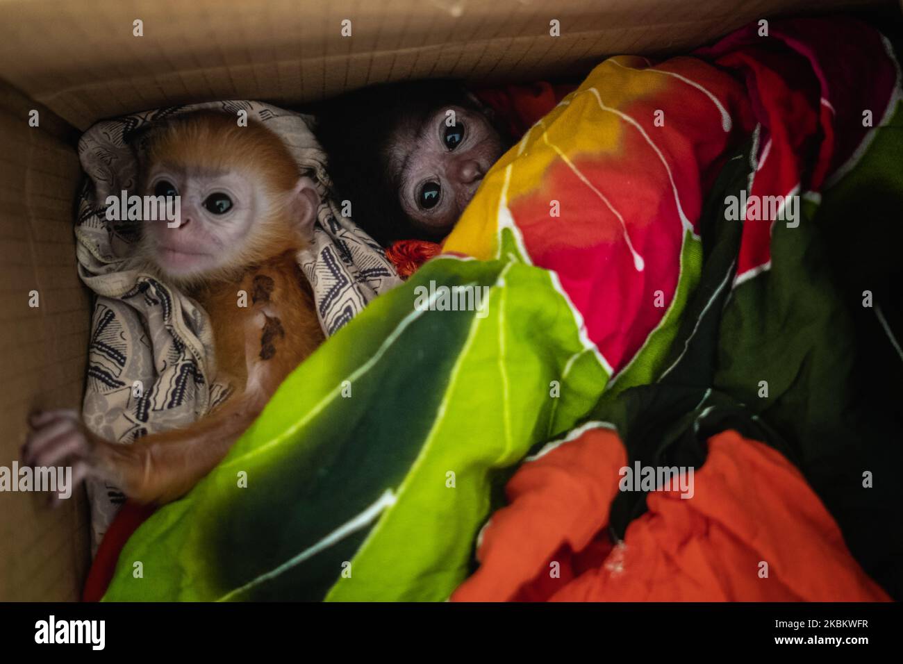 A Baby Langur Monkey and Baby Owa (Gibbon) rescued by officers The ...