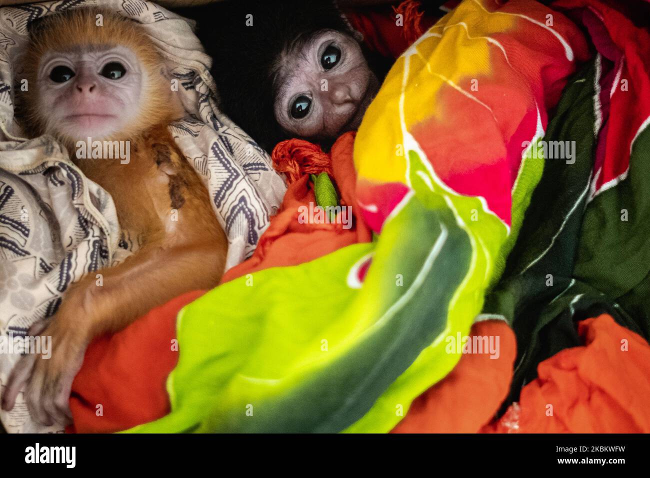 A Baby Langur Monkey and Baby Owa (Gibbon) rescued by officers The ...