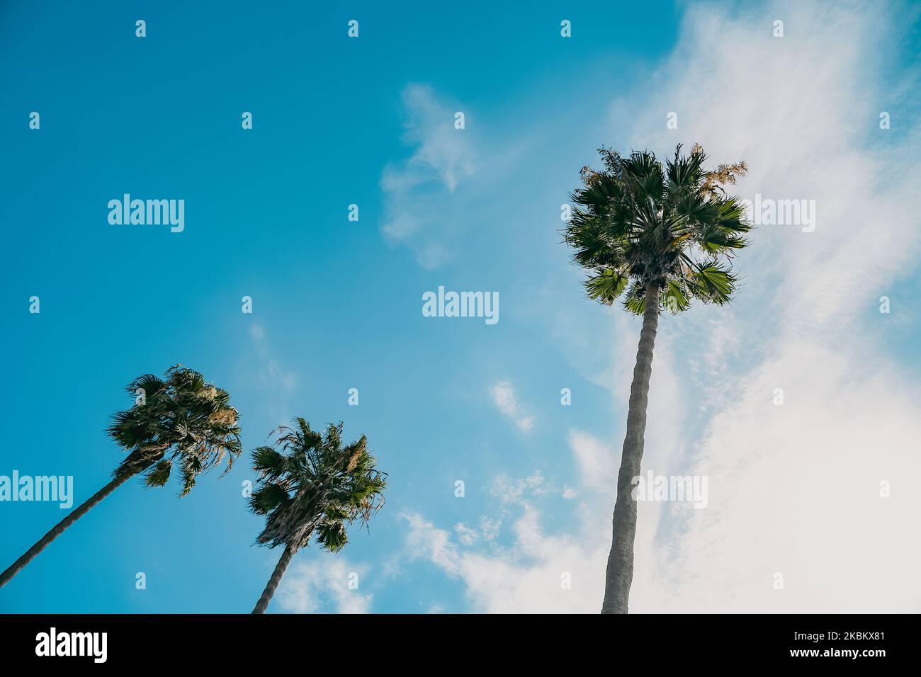 beautiful three green palm trees against blue sky view from below hero ...