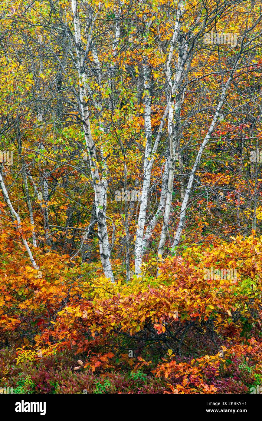 Gray Birch, Betula populifolia, and Bear (Scrub) Oak, Quercus ...