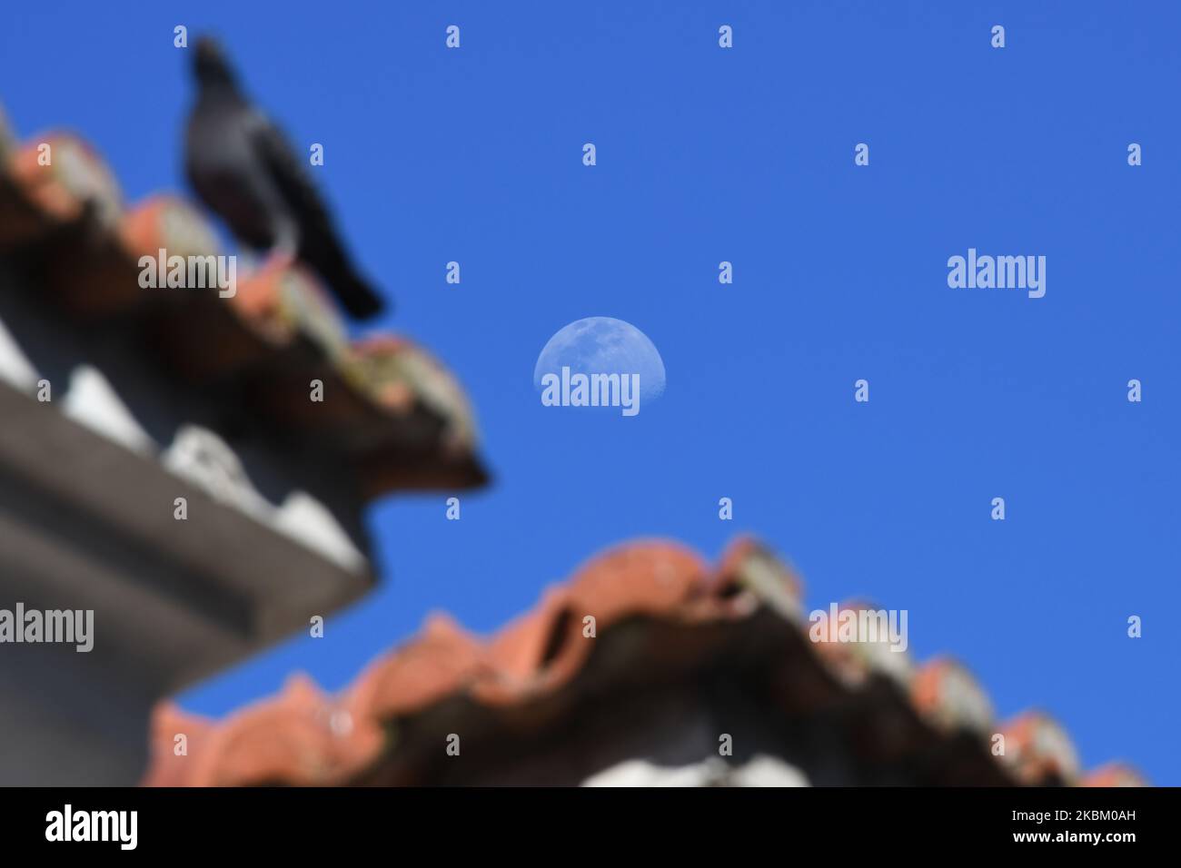 A pigeon stands on a building ledge while the moon is shown behind it ...