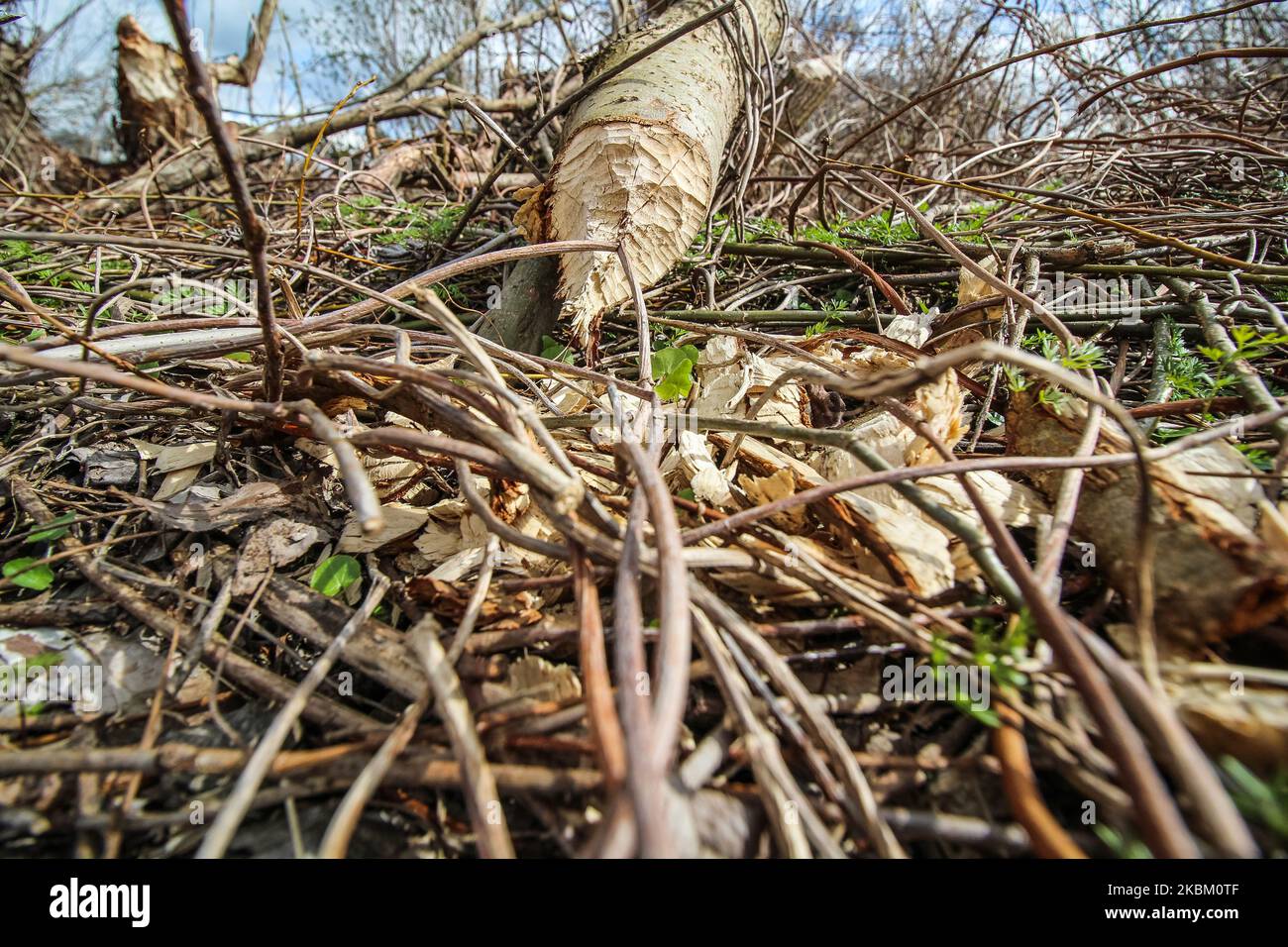 Trees and bushes at the Nogat river bank, bitten by beavers are seen in ...