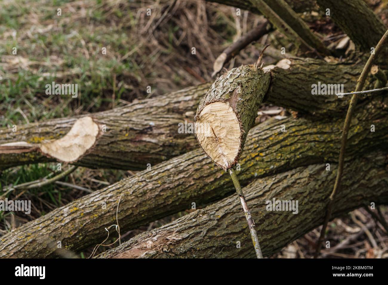 Trees and bushes at the Nogat river bank, bitten by beavers are seen in ...