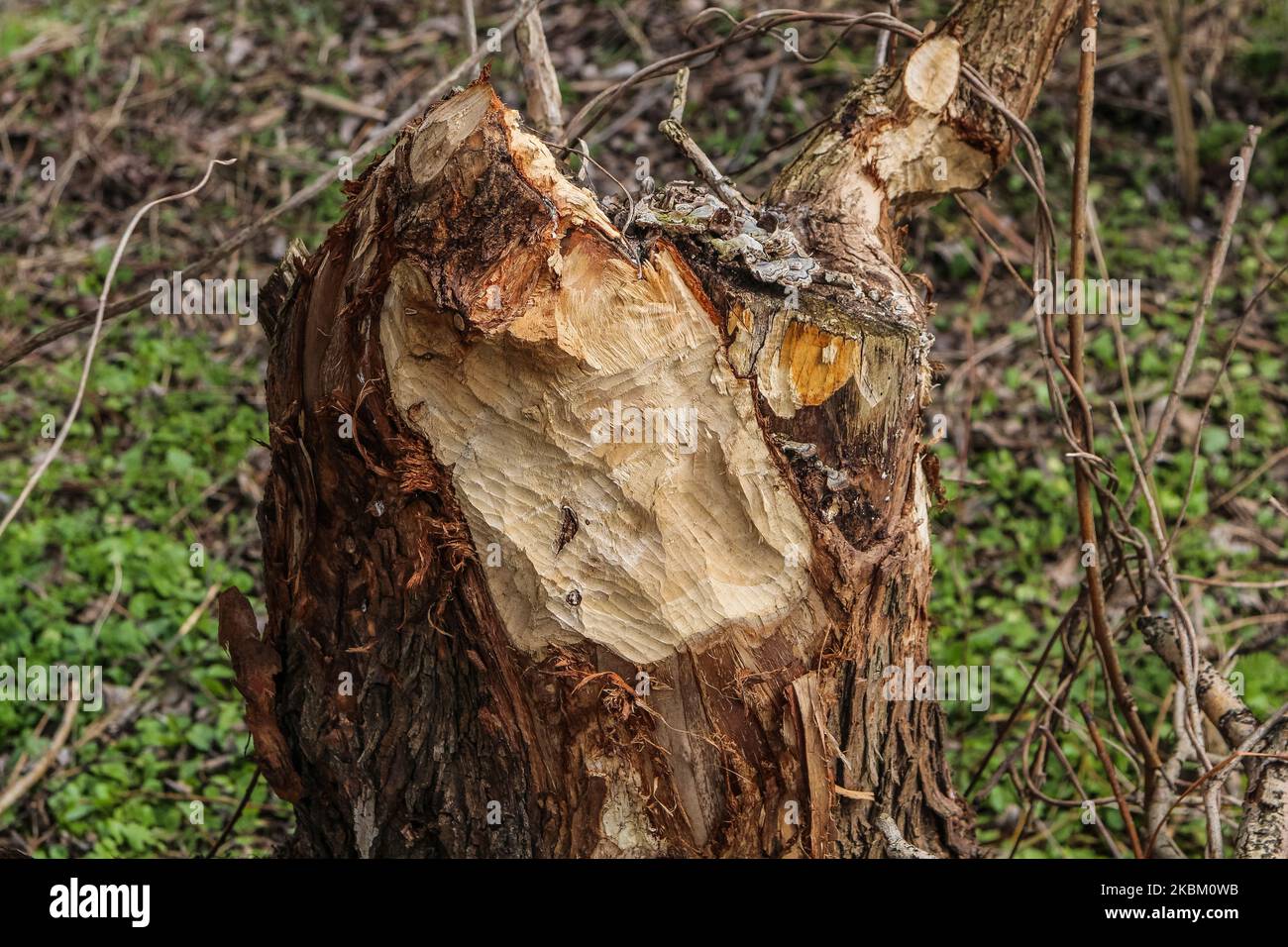 Trees and bushes at the Nogat river bank, bitten by beavers are seen in ...