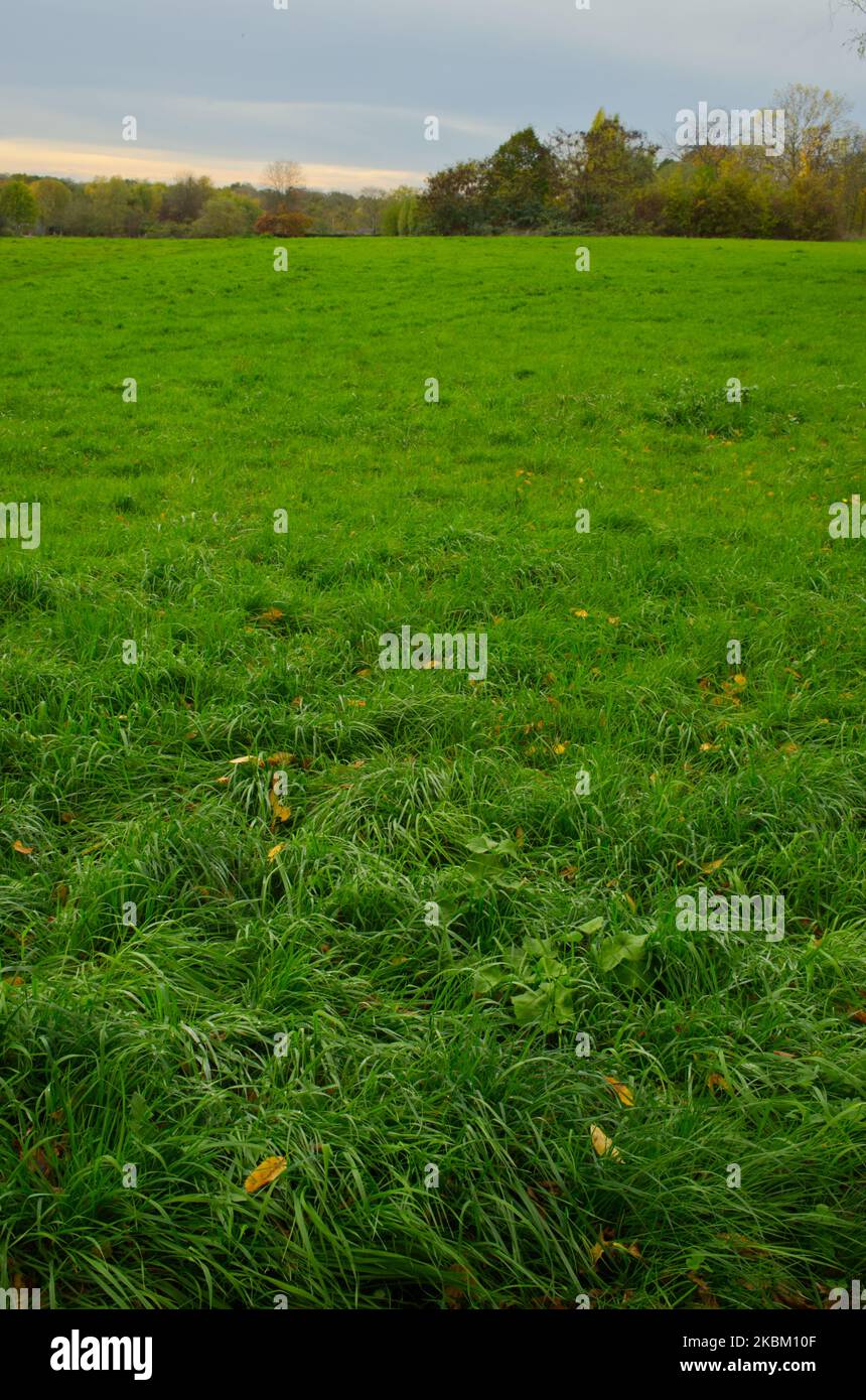 perspective of a large green meadow with some trees and the sky in ...