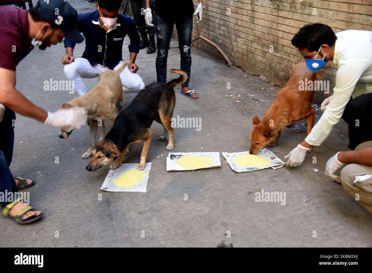 Bangladeshi dogs hi-res stock photography and images - Alamy