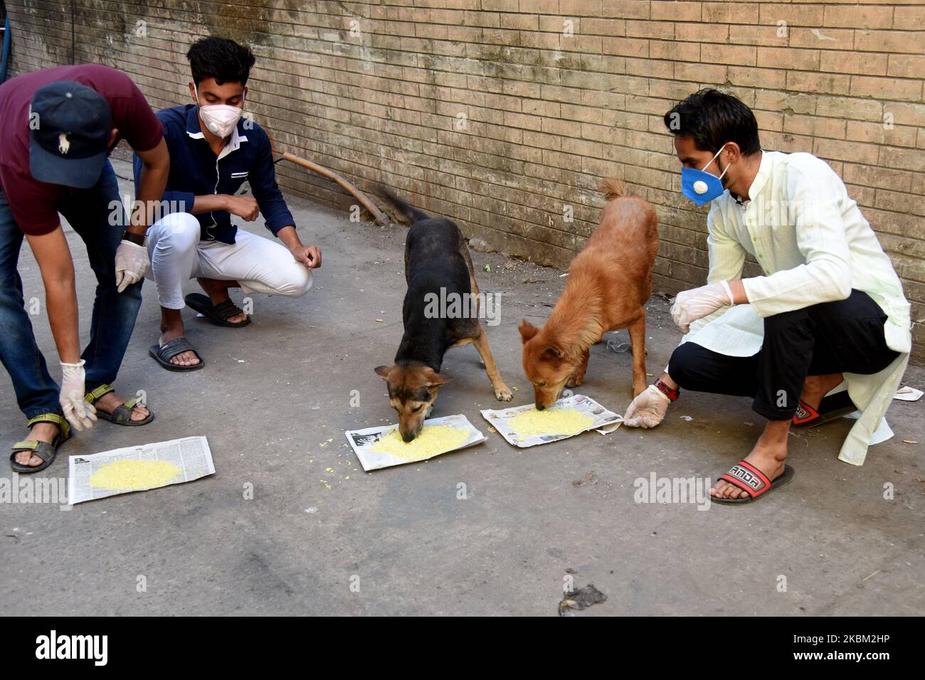 Bangladeshi dogs hi-res stock photography and images - Alamy