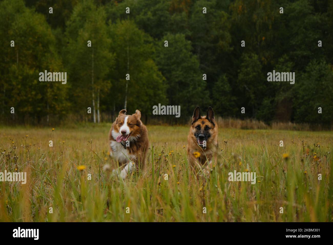 Concept of pets unity with nature. Two active and energetic purebred ...