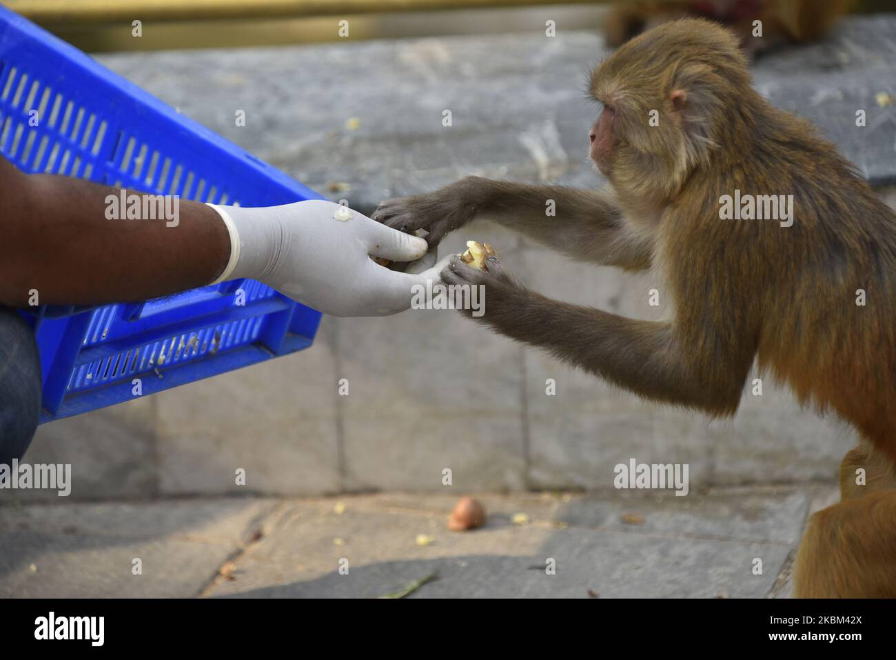A staff member of Sneha’s Care feeds monkeys during lockdown as ...