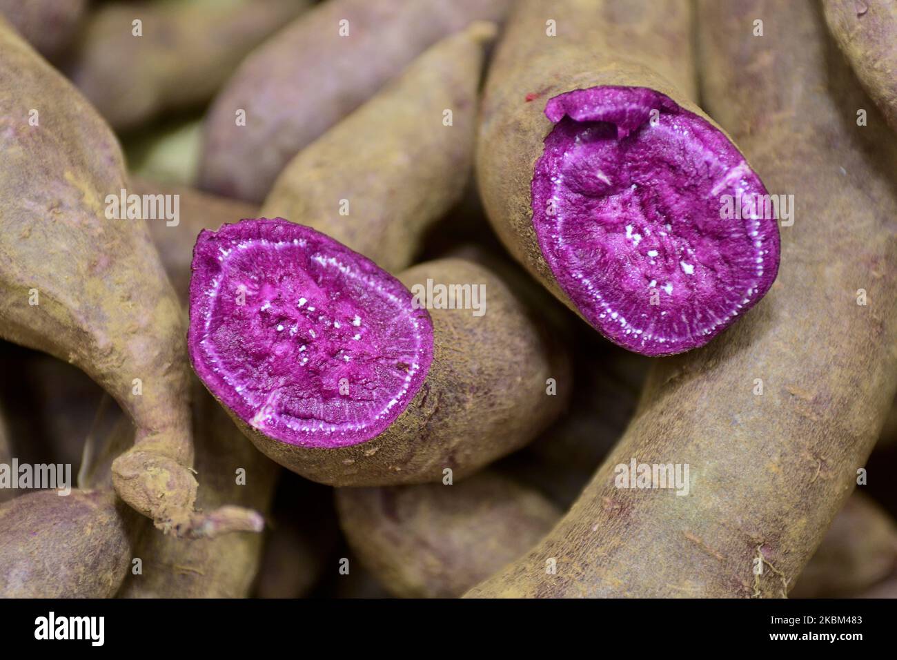 The vibrant inside of a Mexican purple patato is shown when broken in ...