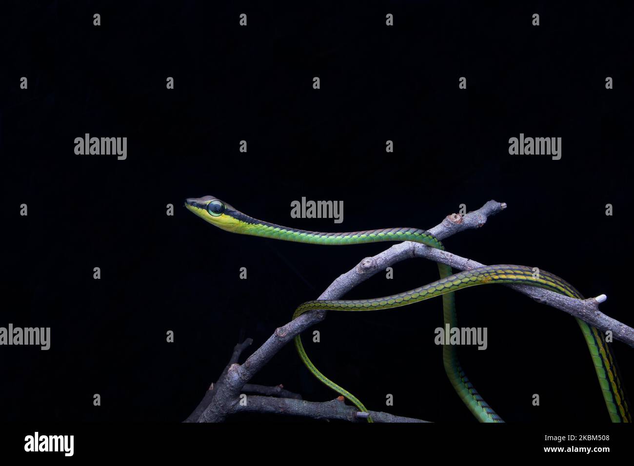 Elegant Bronzeback Snake, Dendrelaphis formosus Stock Photo - Alamy