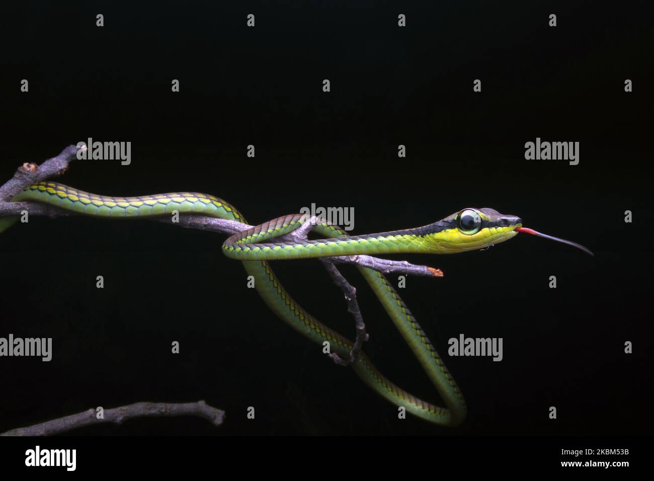 Elegant Bronzeback Snake, Dendrelaphis formosus Stock Photo - Alamy