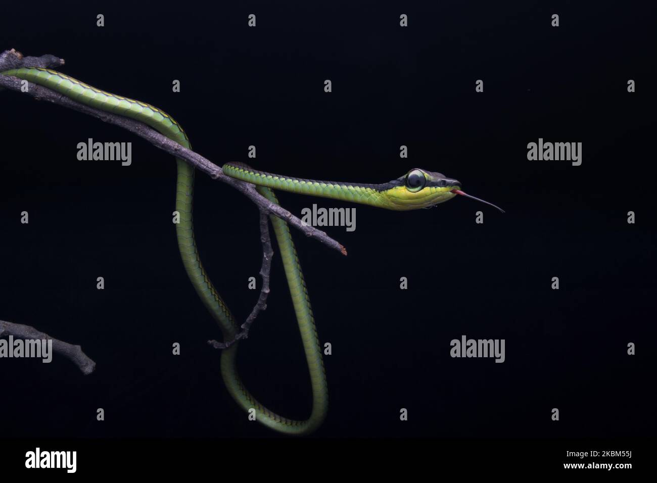 Elegant Bronzeback Snake, Dendrelaphis formosus Stock Photo - Alamy