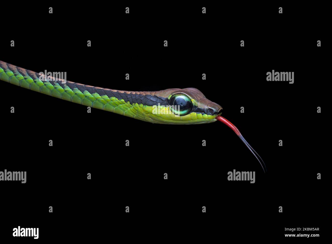 Snakes of java hi-res stock photography and images - Alamy