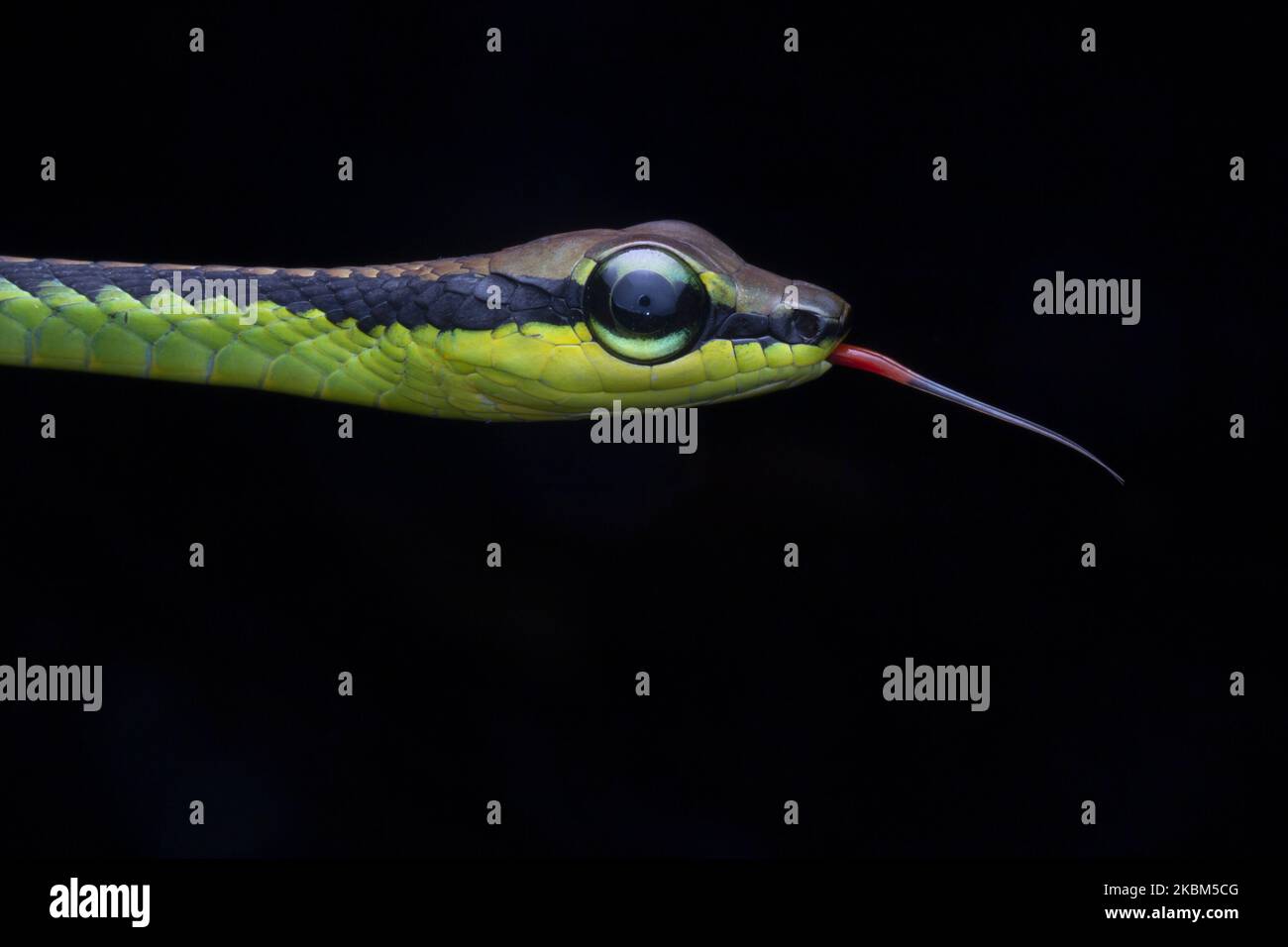 Elegant Bronzeback Snake, Dendrelaphis formosus Stock Photo - Alamy