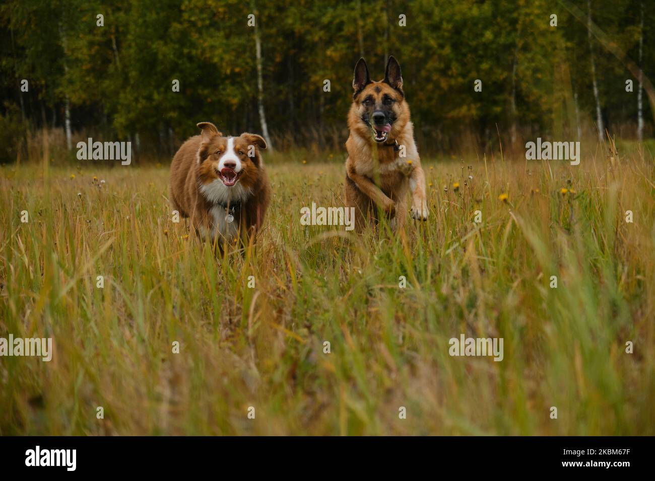 Concept of pets unity with nature. Two active and energetic purebred ...