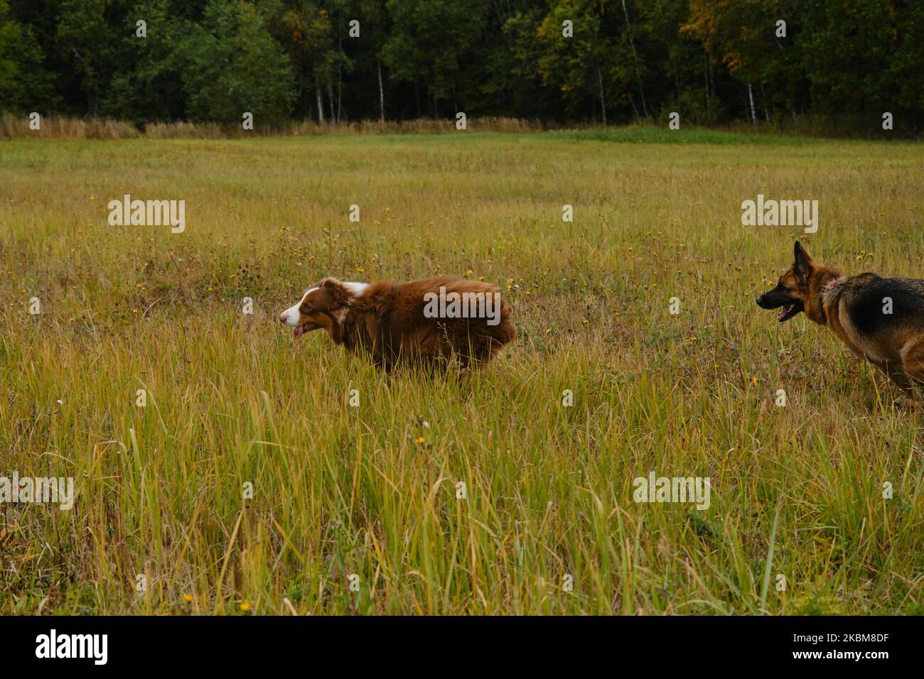 Two purebred dogs run fast and play catch up on green grass. Australian ...
