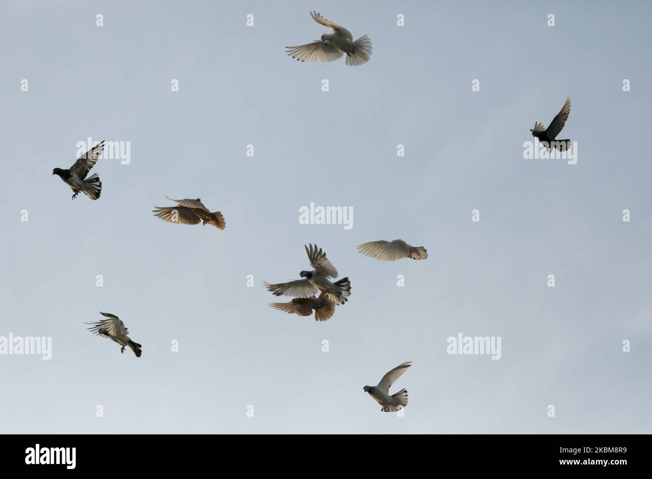 Pigeon flying during government-imposed lockdown as a preventive ...